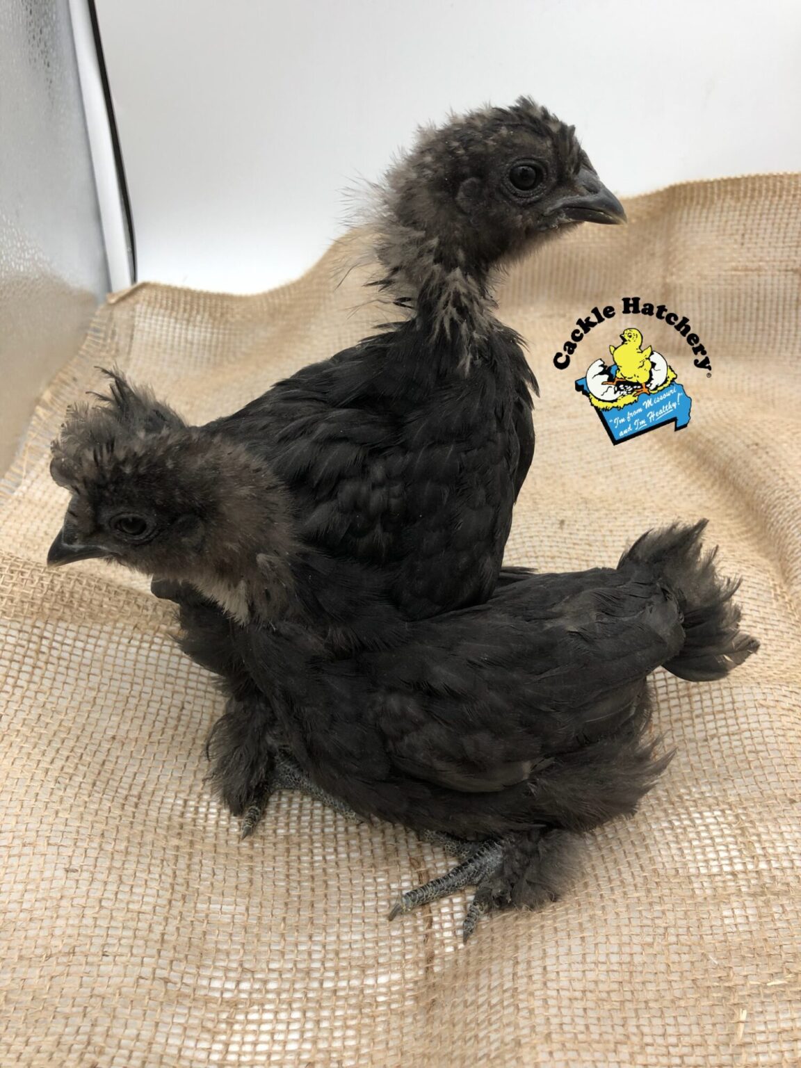Crazy Cackle Zombie Chicken - Cackle Hatchery