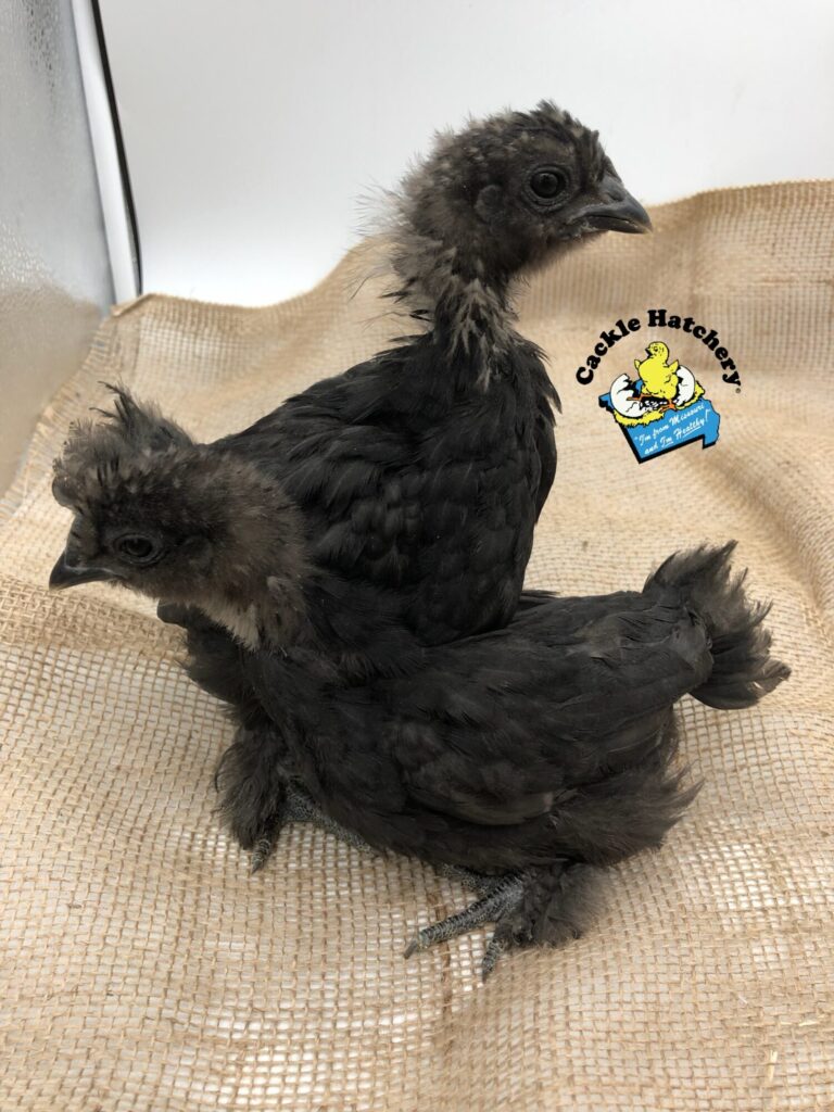 Crazy Cackle Zombie Chicken - Cackle Hatchery