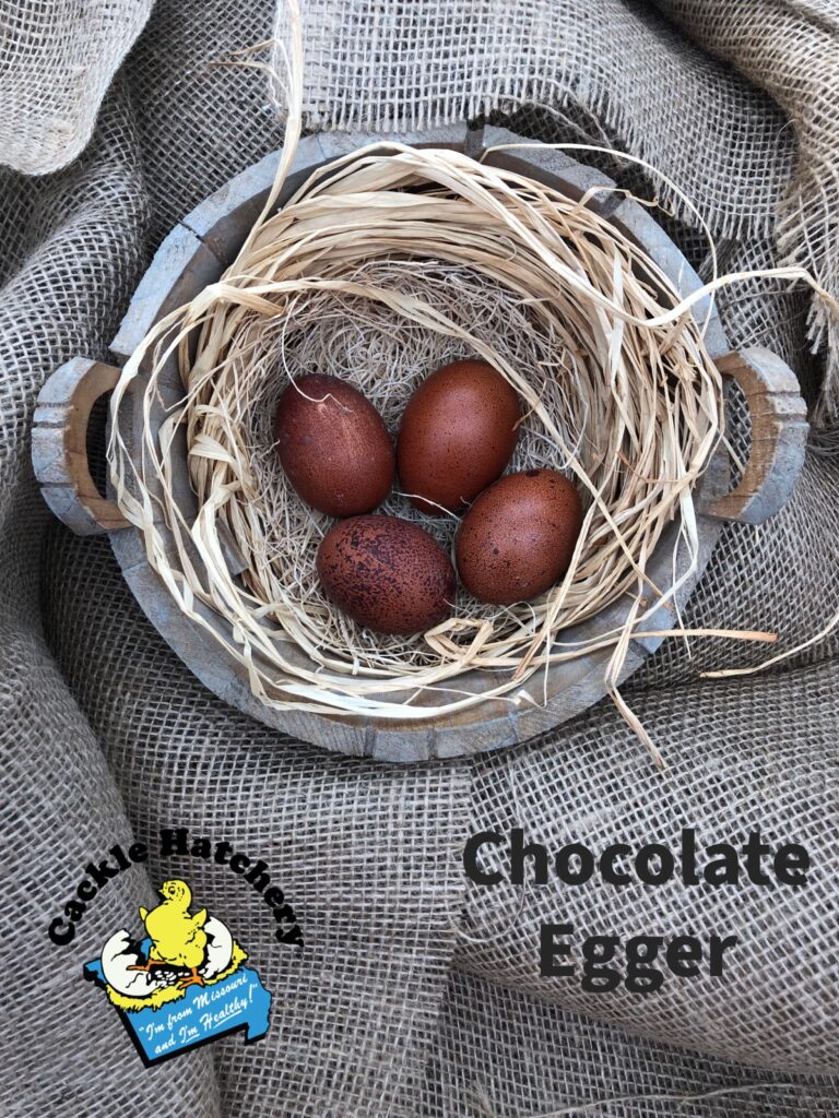 Chocolate Egger™ Chicken - Cackle Hatchery
