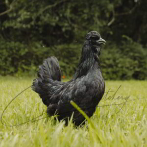 Crazy Cackle Zombie Chicken - Cackle Hatchery