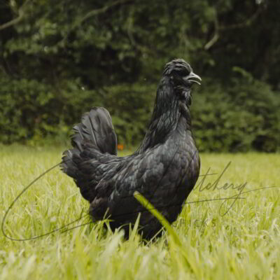 Crazy Cackle Zombie Chicken - Cackle Hatchery