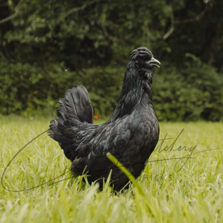 Crazy Cackle Zombie Chicken - Cackle Hatchery