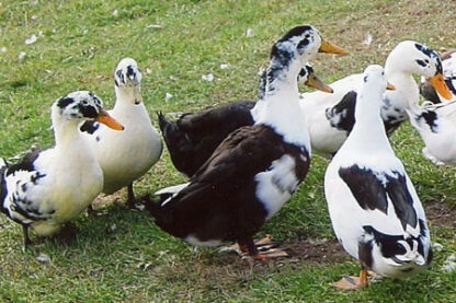 Ancona Duck in the Rare Breed Spotlight - Cackle Hatchery