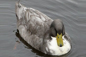 Swedish Duck in the Heritage Breed Spotlight - Cackle Hatchery