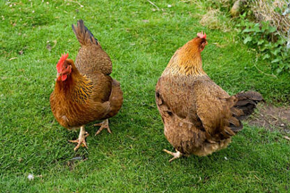 Welsummer Chickens in the Breed Spotlight - Cackle Hatchery