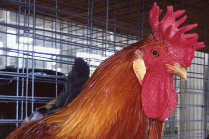 Sicilian Buttercup Chickens in the Heritage Breed Spotlight - Cackle ...