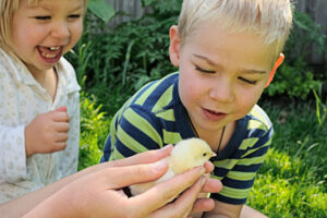5 Best First Chickens for Kids - Cackle Hatchery