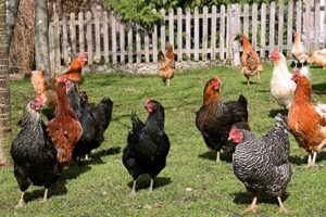 What You Can Learn from a Chicken’s APA Class - Cackle Hatchery