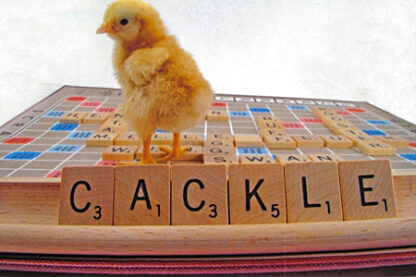 Best Place to Buy Baby Chicks - Cackle Hatchery