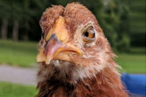 Crossbeak in Chickens - Cackle Hatchery