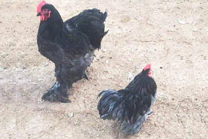 Standard Chicken versus Bantam, What’s the Difference? - Cackle Hatchery