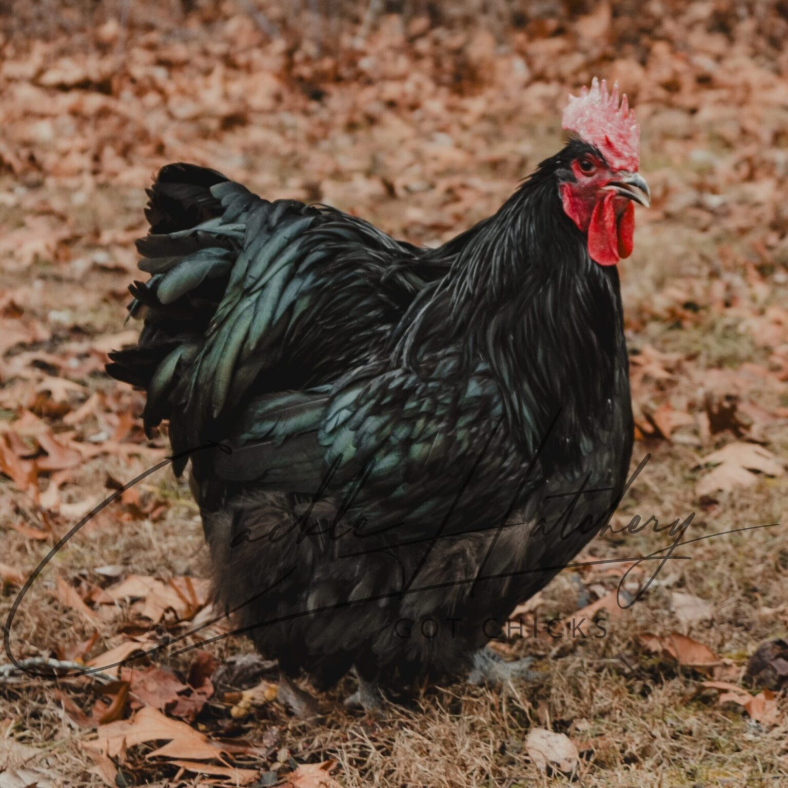 Black English Orpington Chicken - Cackle Hatchery