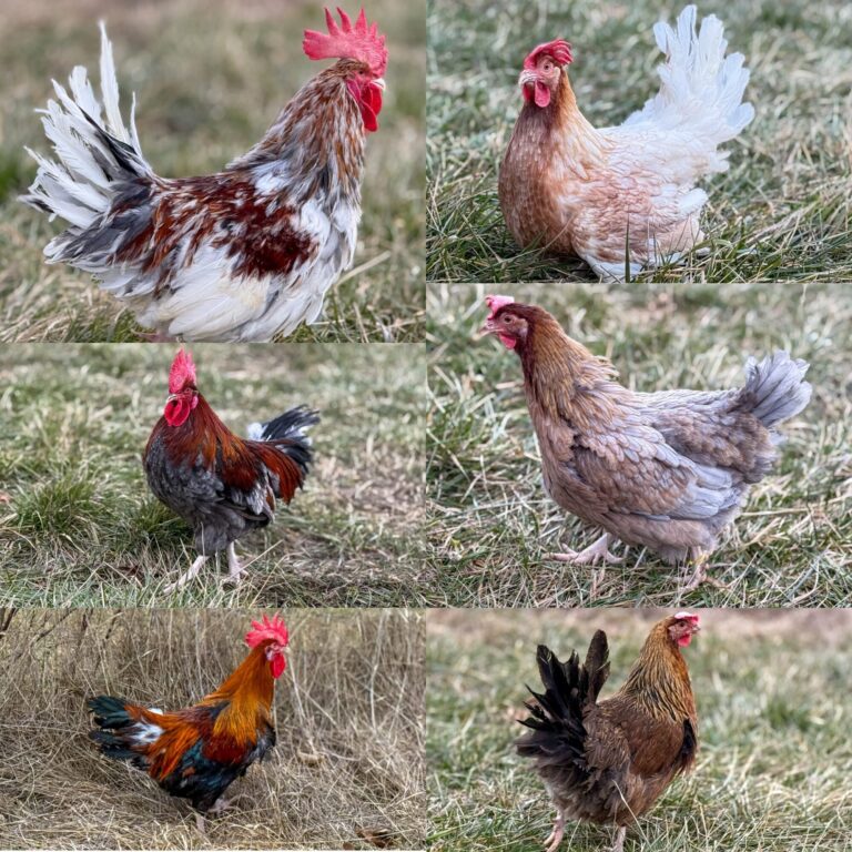 Red Dorking Chickens for Sale | Cackle Hatchery®