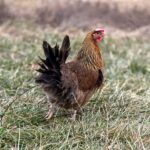Red Dorking Chickens for Sale | Cackle Hatchery®