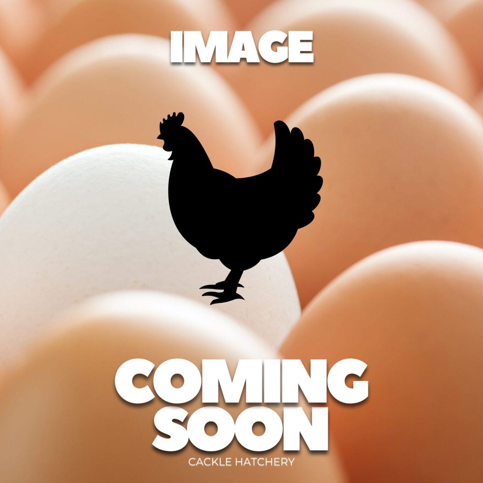 Crazy Cackle Zombie Chicken - Cackle Hatchery