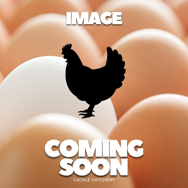 Isabel Brahma Chicken - Cackle Hatchery