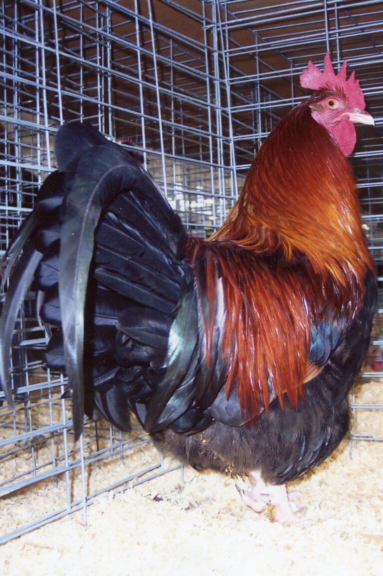 Red Dorking Chickens for Sale | Cackle Hatchery®