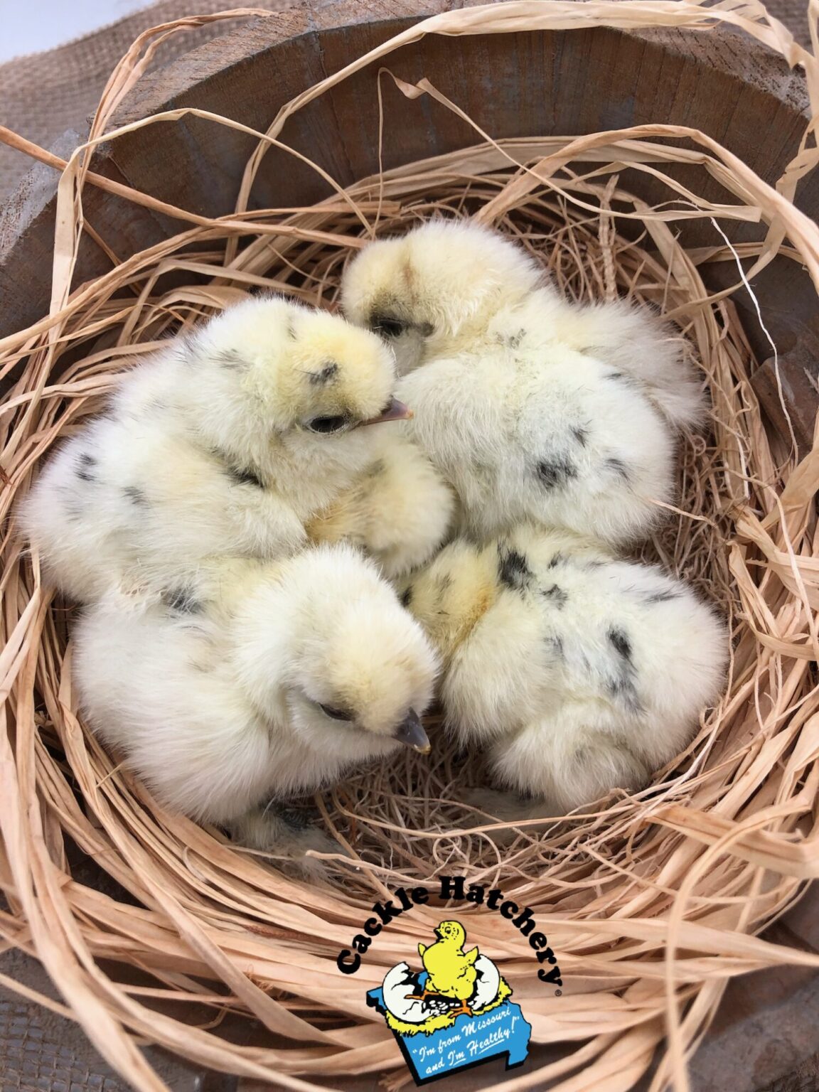 Paint Silkie Bantam for Sale - Cackle Hatchery