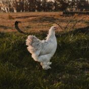 Isabel Brahma Chicken - Cackle Hatchery