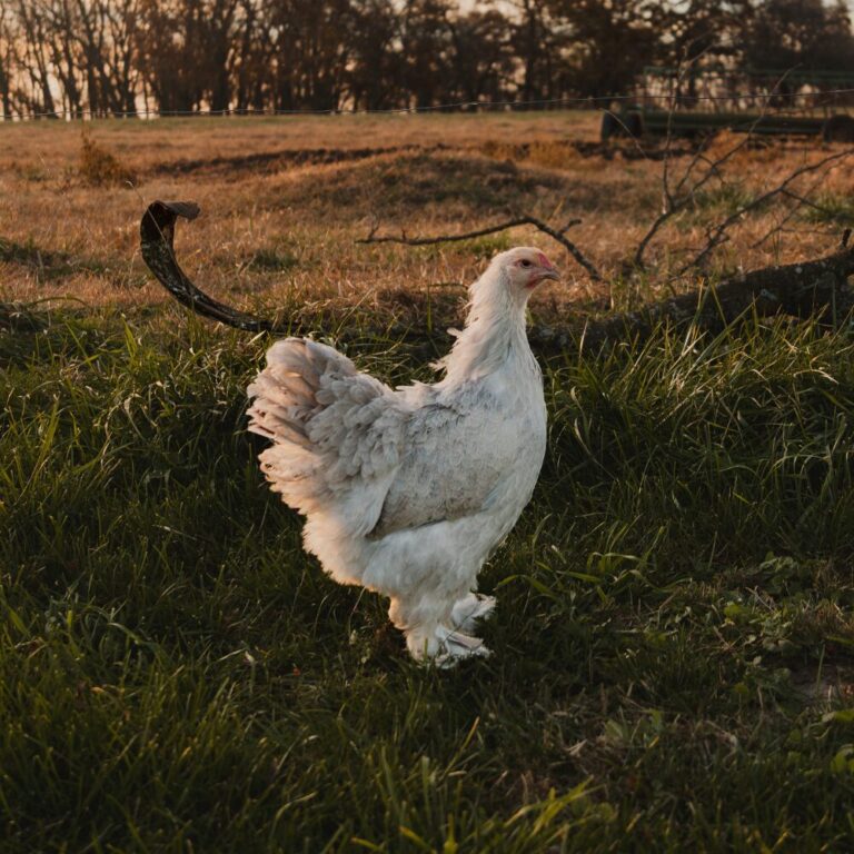 Isabel Brahma Chicks | Rare Gentle Brown Egg Layers