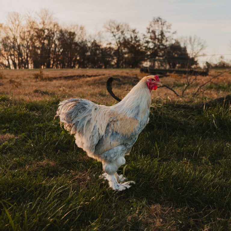 Isabel Brahma Chicks | Rare Gentle Brown Egg Layers