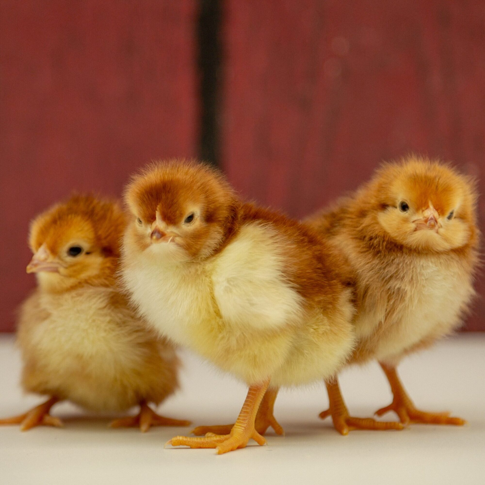 Baby Chickens, Guinea and Fowl for Sale - Cackle Hatchery