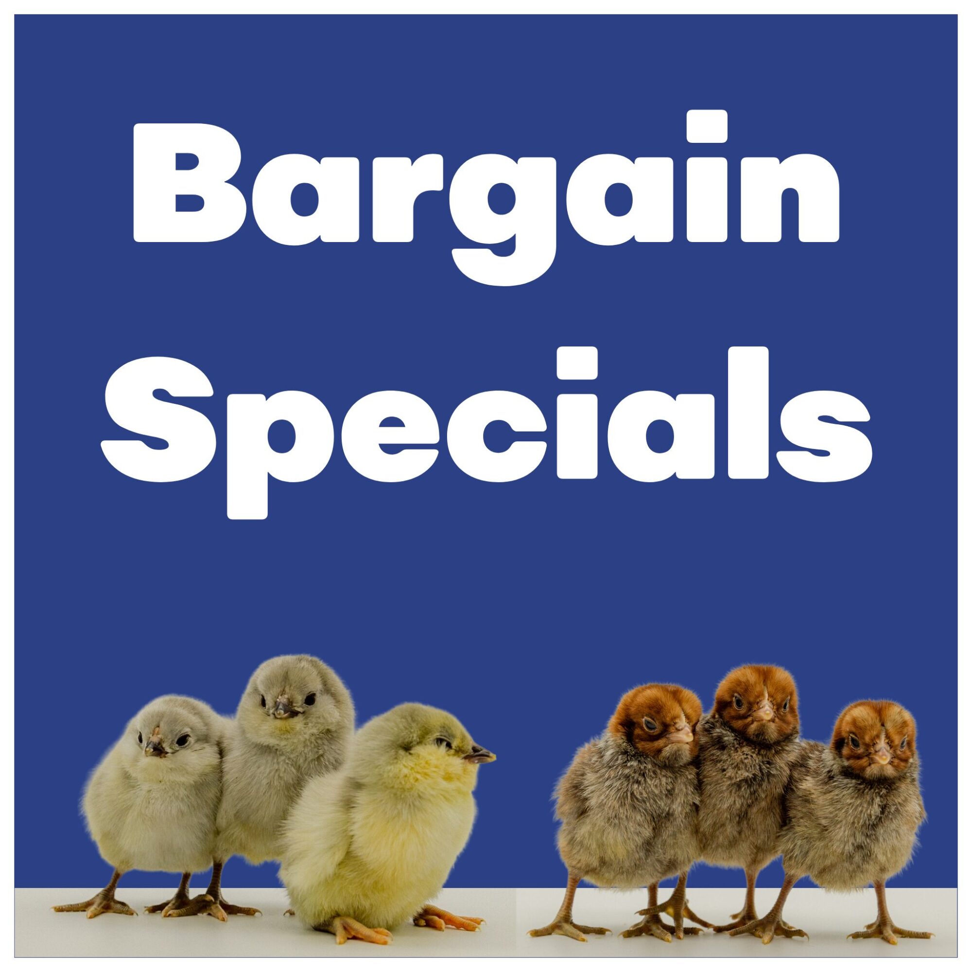 Baby Chicks For Sale | Egg Laying & Meat Chickens | Cackle Hatchery