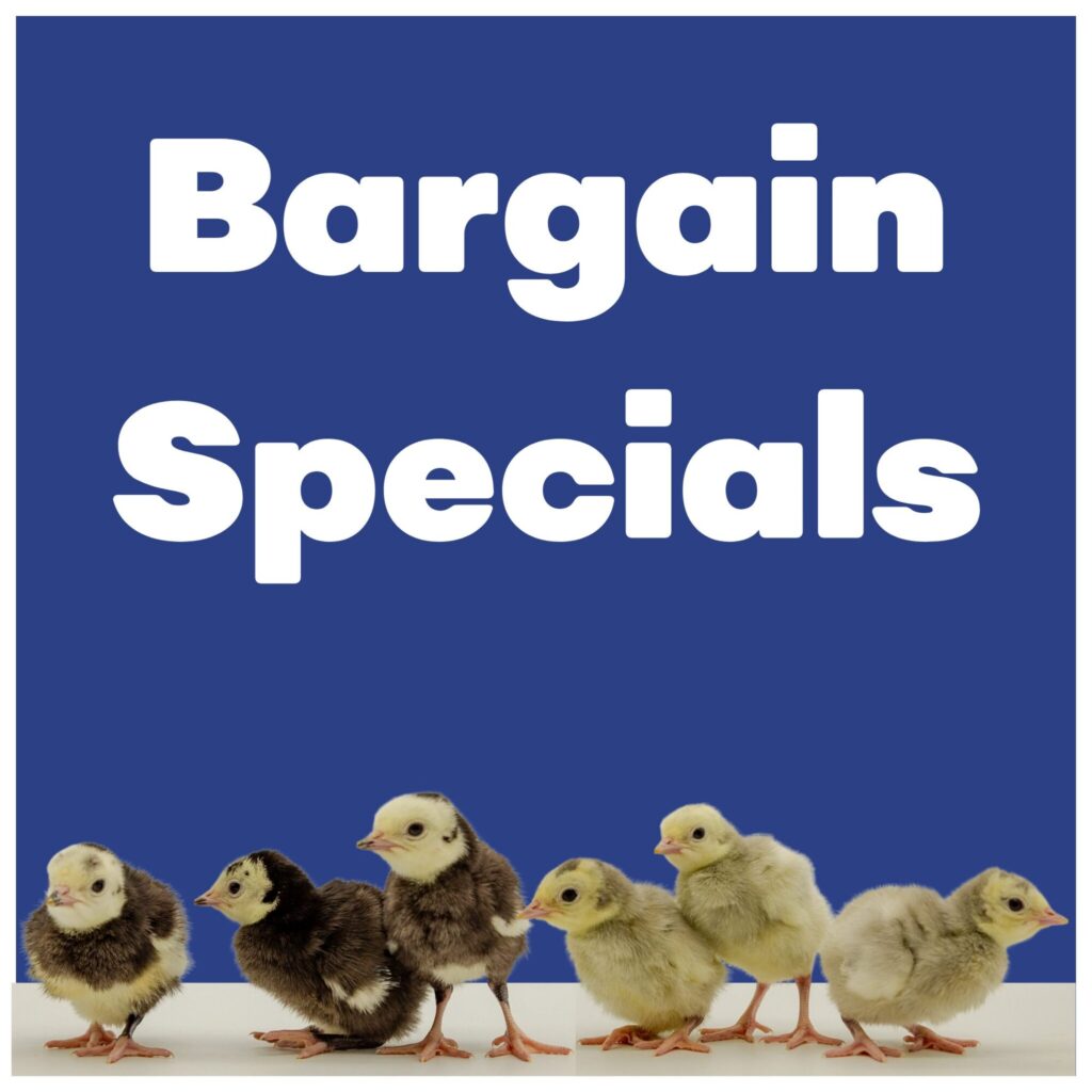 Turkeys for Sale - Heritage Turkey Hatchery | Cackle Hatchery