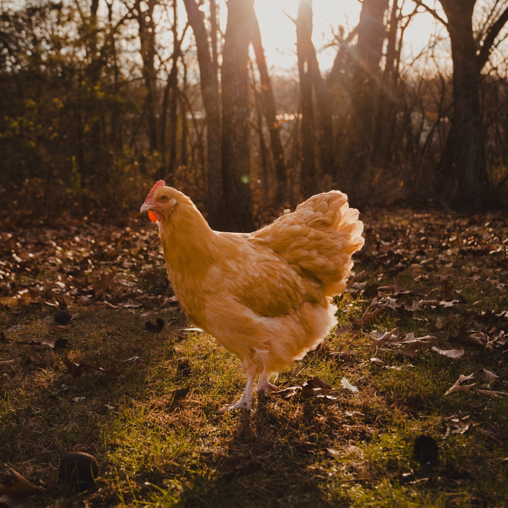 Baby Chicks For Sale | Egg Laying & Meat Chickens | Cackle Hatchery