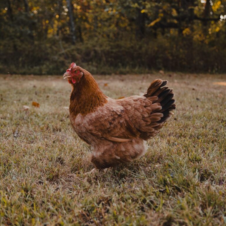 Baby Chicks For Sale | Egg Laying & Meat Chickens | Cackle Hatchery