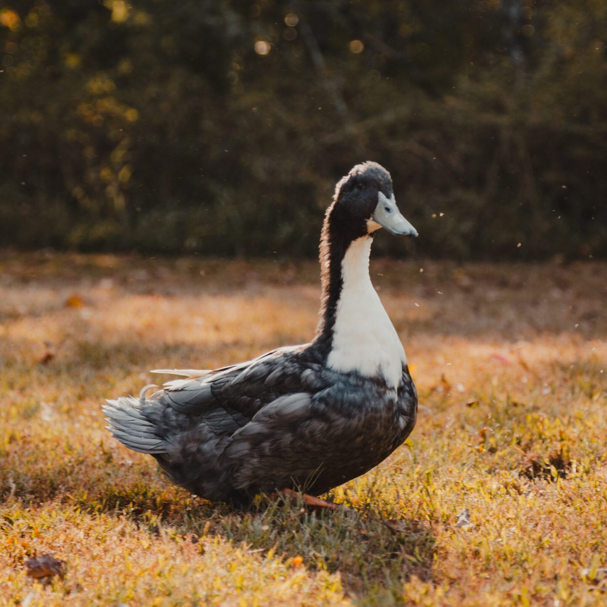 Baby Ducklings & Geese for Sale - Waterfowl Hatchery | Cackle Hatchery