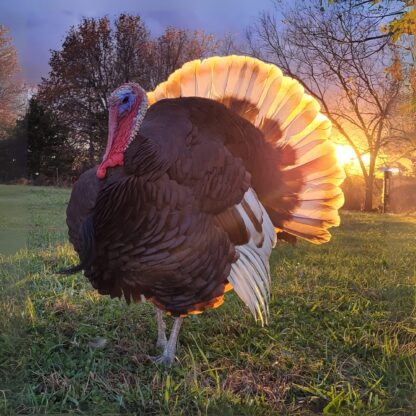 Turkeys for Sale - Heritage Turkey Hatchery | Cackle Hatchery