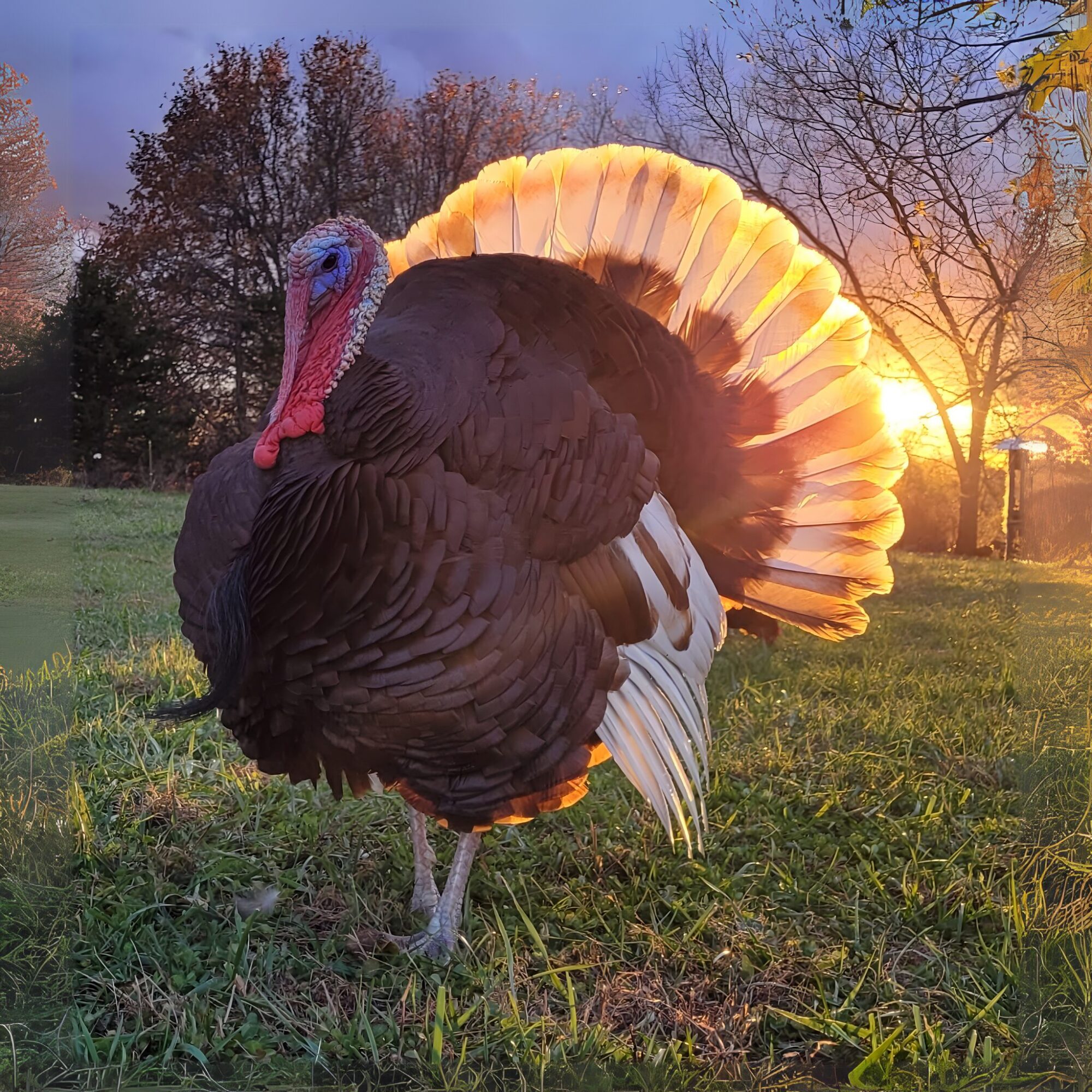 Turkeys for Sale - Heritage Turkey Hatchery | Cackle Hatchery