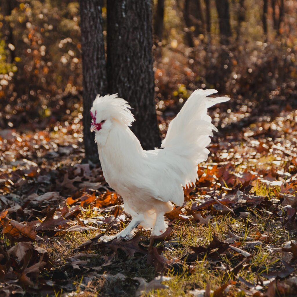 Baby Chicks For Sale | Egg Laying & Meat Chickens | Cackle Hatchery