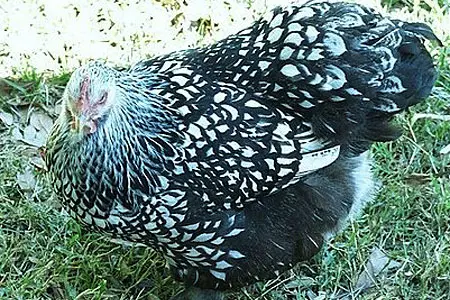 Silver Laced Cochin Silver Laced Cochin Standard Chickens | Chickens