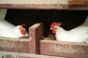 The Right Height for Chicken Nests - Cackle Hatchery