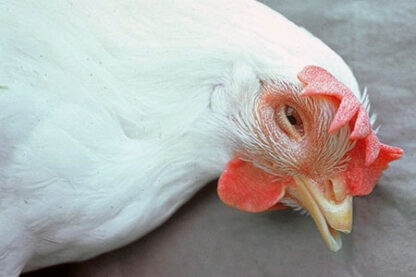 Protect Your Chickens from Infectious Coryza - Cackle Hatchery