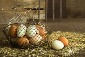 When Is the Best Time to Gather Chicken Eggs? - Cackle Hatchery