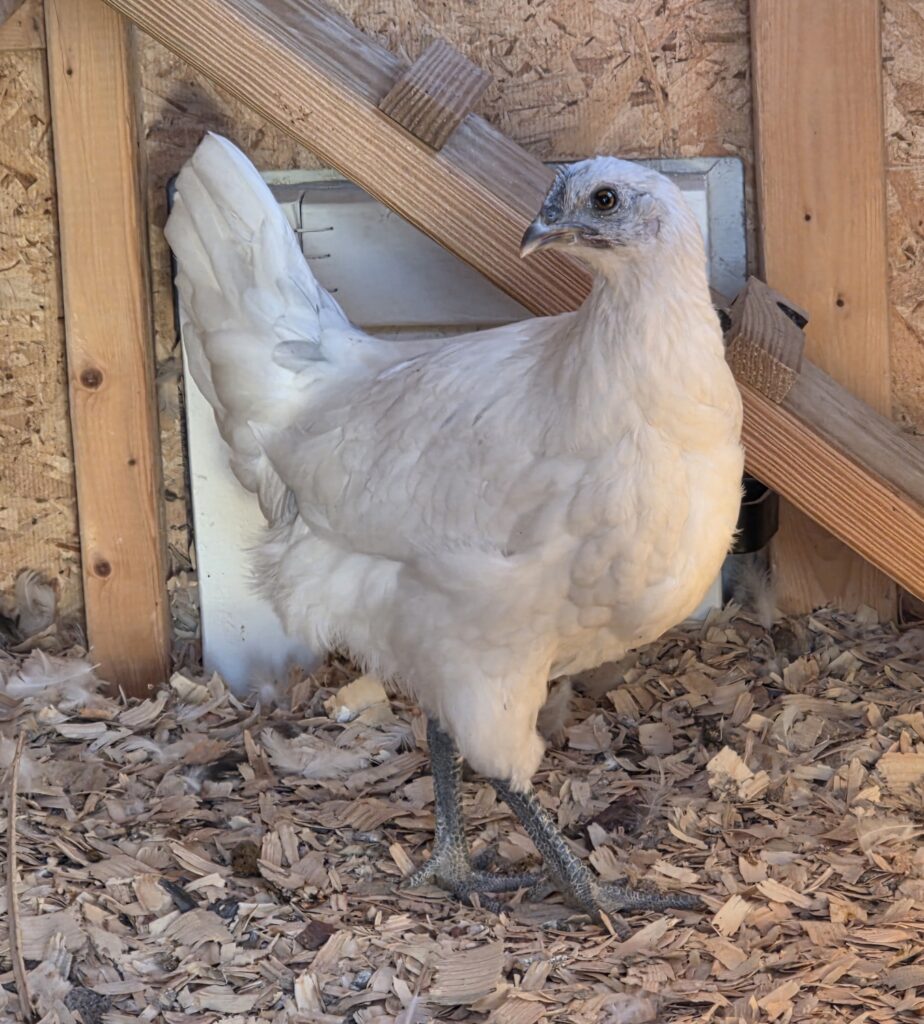 Zombie Chicken - Cackle Hatchery