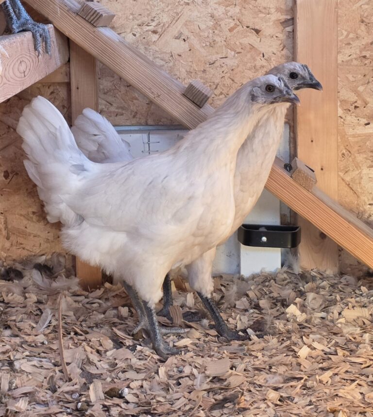 Zombie Chicken - Cackle Hatchery