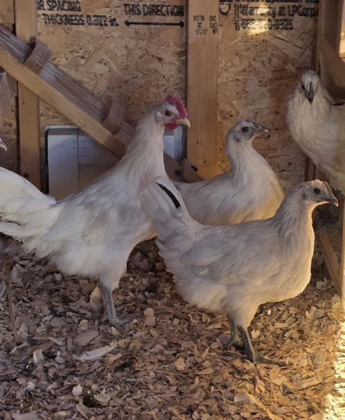 Zombie Chicken - Cackle Hatchery