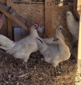 Zombie Chicken - Cackle Hatchery