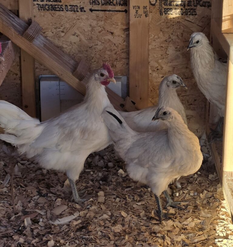 Zombie Chicken - Cackle Hatchery