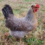 2020 Cackle Hatchery Photo Contest Winners and Runner Ups - Cackle Hatchery